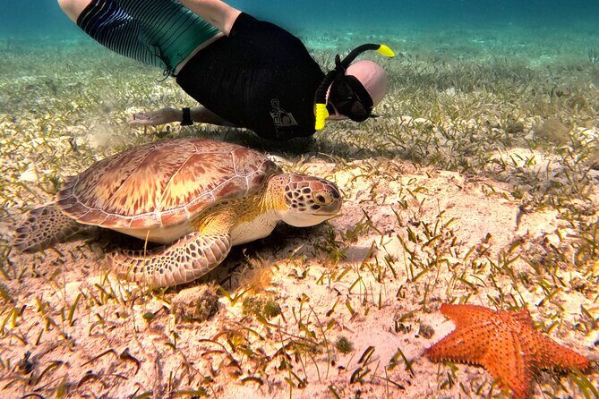 4 Hour Cozumel Turtle Sanctuary Experience on a Luxury Catamarán - Practical Details: What You Need to Know