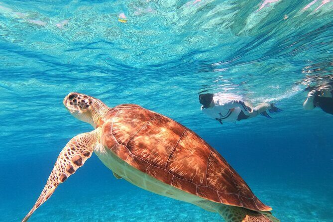 4 Hour Cozumel Turtle Sanctuary Experience on a Luxury Catamarán - Authentic Guest Insights