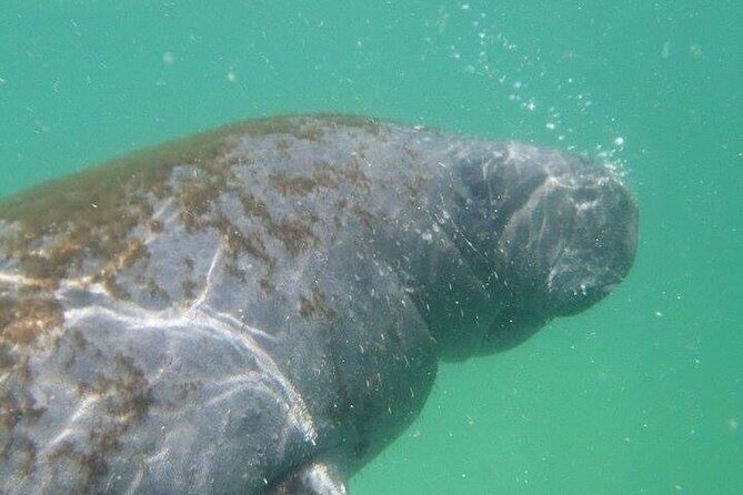 4 Hour Egmont Key Island Tour With Dolphins & Snorkeling Included - Key Points