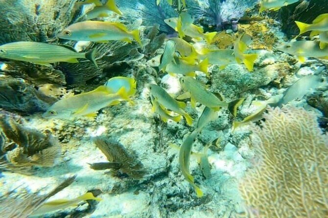 4 Hour Egmont Key Island Tour With Dolphins & Snorkeling Included - FAQ