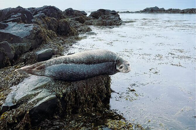 4 Hour Isafjordur and Dynjandi Tour With Photo Stops - Key Points