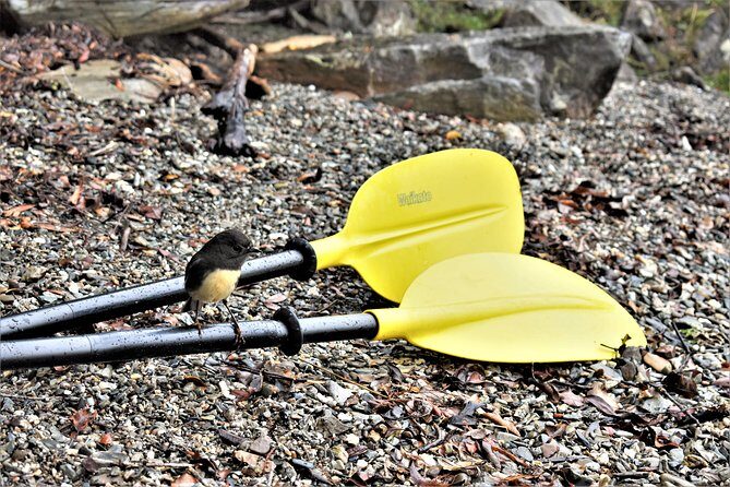 4-hour Lake Mapourika Kayak and Hike adventure, with Okarito Kiwi Sanctuary - Key Points