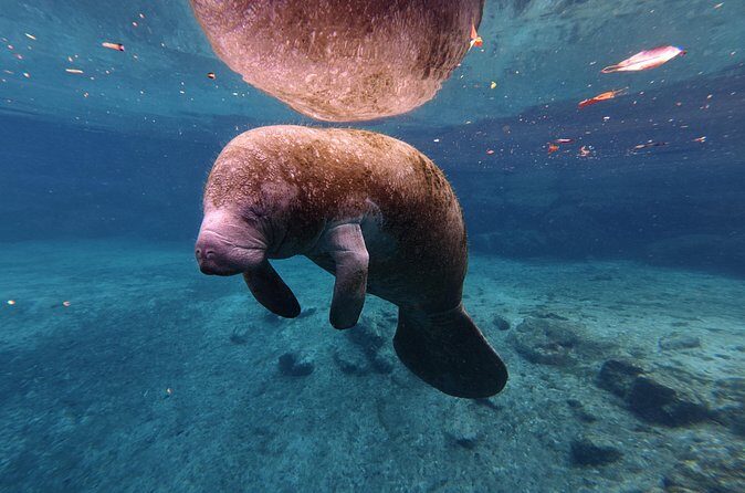 4 Hour Paddle Board Rental - FAQ