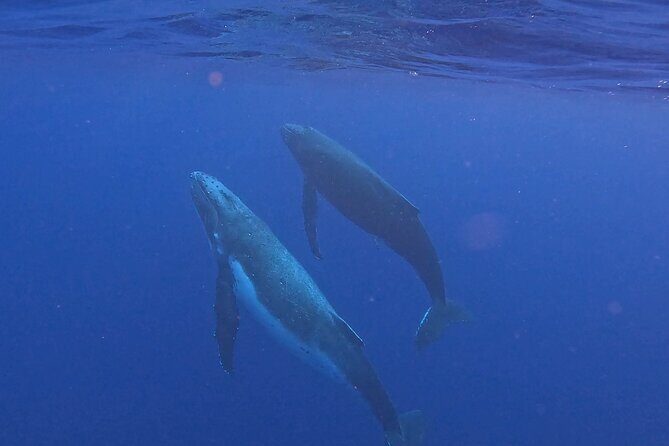 4 Hour Private Humpback Whales Encounter in Moorea - The Heart of Moorea’s Whale Encounters