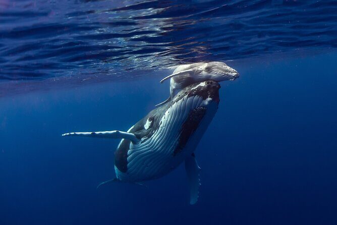 4 Hour Private Humpback Whales Encounter in Moorea - The Value of This Tour