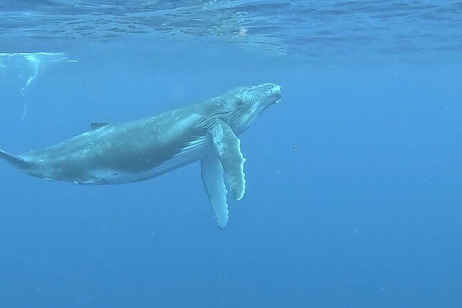 4 Hour Private Humpback Whales Encounter in Moorea - Why This Tour Stands Out
