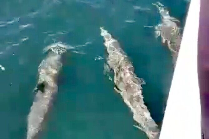 4-Hour Private Whale Watching in Puerto Vallarta - A Deep Dive into the Whale Watching Experience in Puerto Vallarta