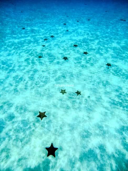 4 Hour Turtle Sanctuary Experience on a Luxury Catamarán - Final Word