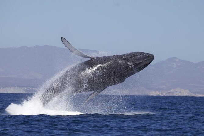 4-Hour Whale Watching Cruise in Puerto Vallarta - Key Points