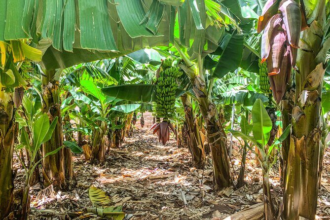 4 Hours Eco Safari Tour with Electric Car in Tenerife - Who Would Love This Tour?