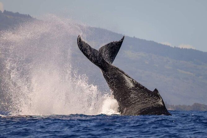 4 Hours of Humpback Whale Watching in Tahiti - FAQ