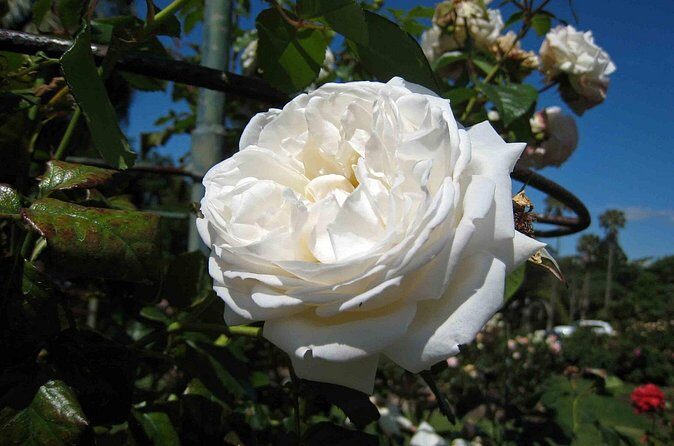 4 Hours Private City Tour in Auckland - FAQ Section