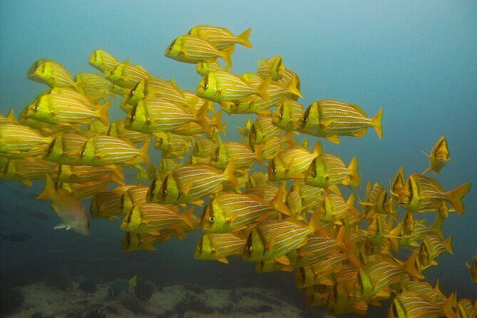 4 Hours Snorkeling Tour in Cabo San Lucas and Corridor - An In-Depth Look at the 4-Hour Snorkeling Tour in Cabo San Lucas and Corridor