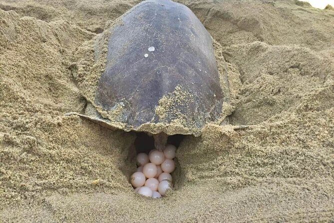 4 in 1 Tour - Mazunte, Cacao Factory, La Ventanilla National Park & Turtle Spawn - FAQ