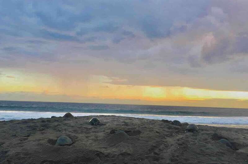 4-in-1 Tour - Mazunte, Cacao Factory & Turtle Spawn/Release - An In-Depth Look at the 4-in-1 Oaxaca Tour