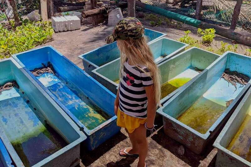 4-in-1 Tour - Mazunte, Cacao Factory & Turtle Spawn/Release - FAQ