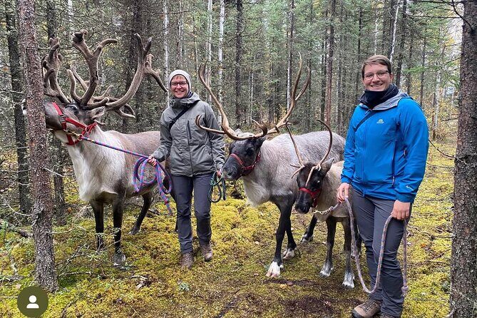 45 Minute Private Reindeer Tour - Key Points