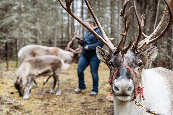 45 Minute Private Reindeer Tour - In-Depth Review of the Reindeer Tour Experience