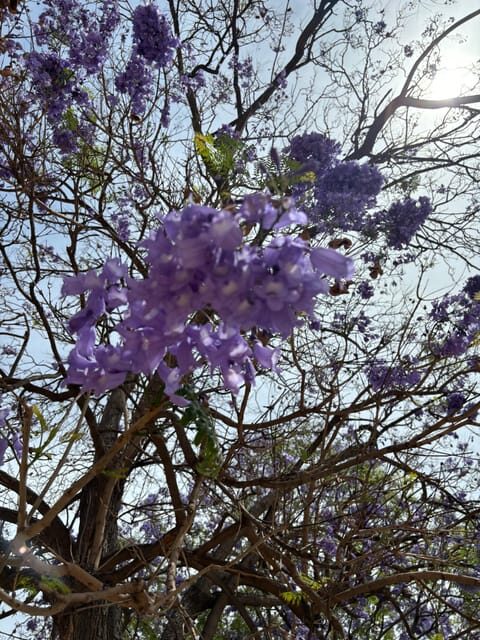 45 minutes flamenco dance class for family in Málaga - The Benefits and Overall Value