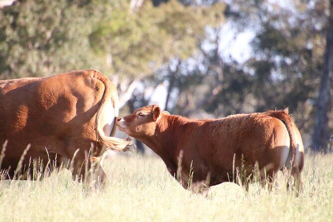 45 Minutes Private Tour at Warrawindi Farms - What to Expect from the Warrawindi Farms Private Tour
