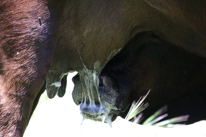 45 Minutes Private Tour at Warrawindi Farms - In-Depth Look at the Itinerary