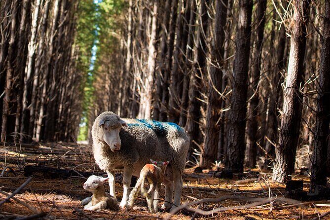 45 Minutes Private Tour at Warrawindi Farms - FAQ