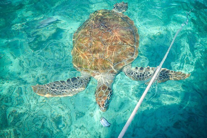 4H Lux 40' Catamaran All-Inclusive in Tulum and Playa del Carmen. - FAQ