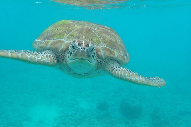 4H private 40' Yacht All-Inclusive in Tulum & Playa del Carmen - Who Should Consider This Tour?