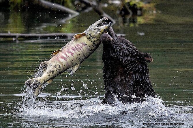 4hr Custom Private Tour of Ketchikan (14 People) Wildlife + More - An Honest Look at the Ketchikan Private Tour Experience