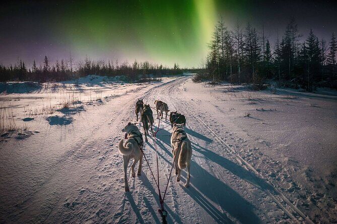 4hr Dog Sledding Tour under the Northern Lights - The Experience Breakdown