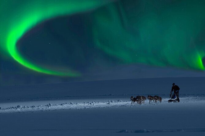 4hr Dog Sledding Tour under the Northern Lights - Who Should Book This Tour?