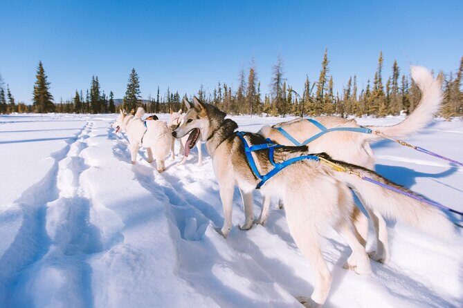 4hr Dog Sledding Trip in Gargia Valley - Key Points