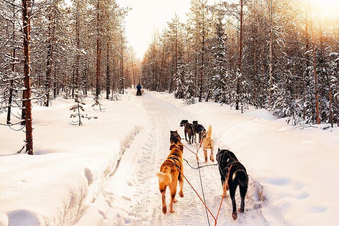 4hr Dog Sledding Trip in Gargia Valley - The Journey Begins: From Alta to Gargia