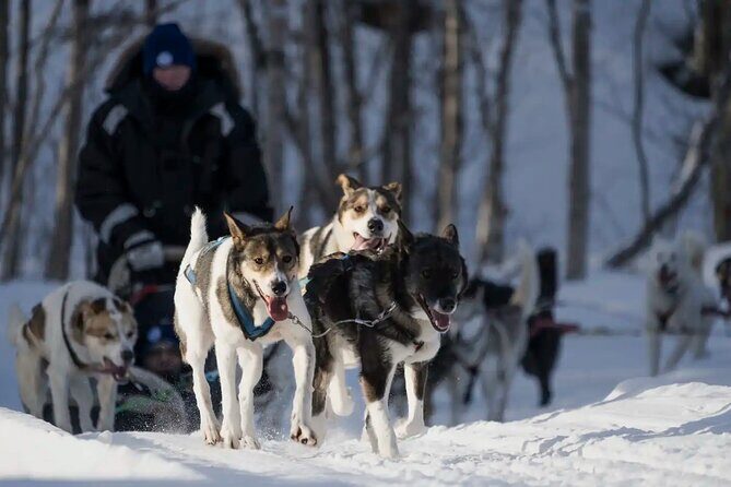 4hr Dog Sledding Trip in Gargia Valley - The Cozy Pause at Gargia Lodge