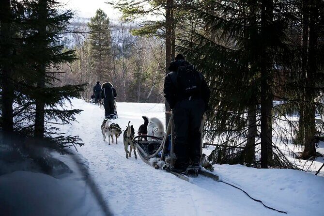 4hr Dog Sledding Trip in Gargia Valley - The Cost and Value