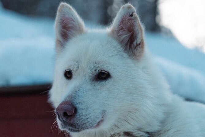 4hr Dog Sledding Trip in Gargia Valley - Final Thoughts: Who Should Consider This Tour?