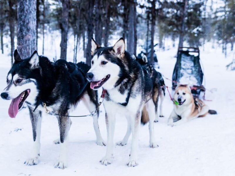4hr Dog Sledding Trip on Finnmarksvidda - Setting the Scene: What to Expect