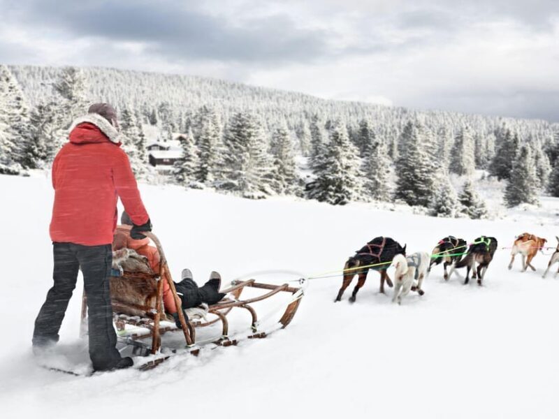4hr Dog Sledding Trip on Finnmarksvidda - Practical Details and Value