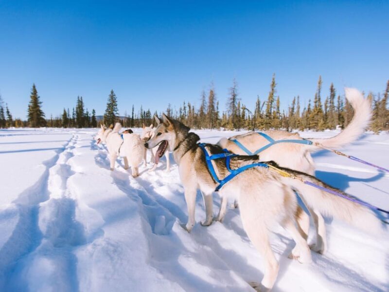 4hr Dog Sledding Trip on Finnmarksvidda - Why This Tour Works
