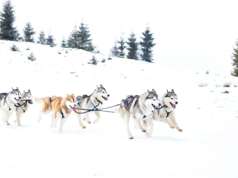 4hr Dog Sledding Trip on Finnmarksvidda - Who is This Tour Best For?