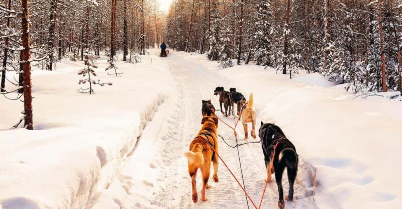 4hr Dog Sledding Trip on Finnmarksvidda - FAQ
