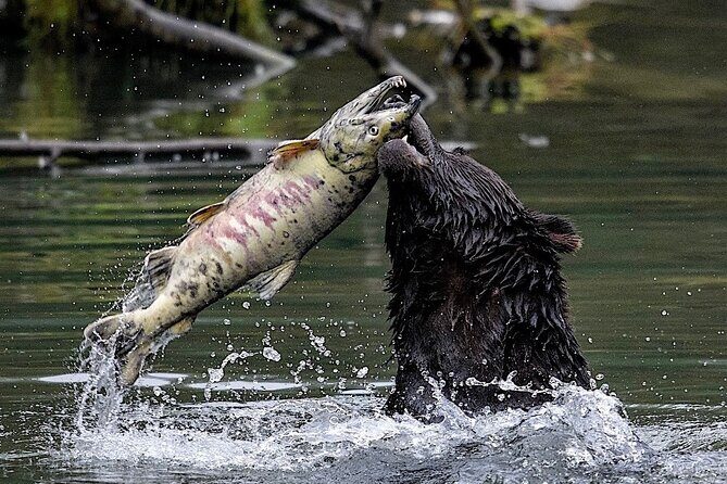 4hr Ketchikan Private custom tour (4 people) Wildlife + More - Why Choose This Private Ketchikan Tour?