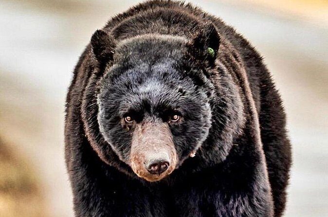 4hr Ketchikan Private custom tour (4 people) Wildlife + More - Practical Details & Booking