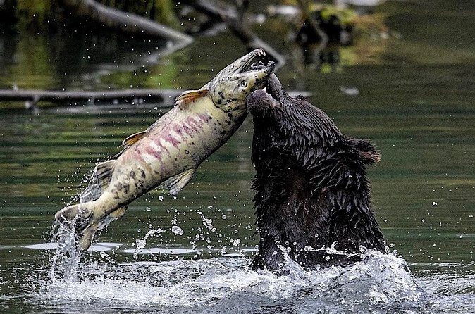 4hr Ketchikan Private custom tour (4 people) Wildlife + More - Who Should Consider This Tour?