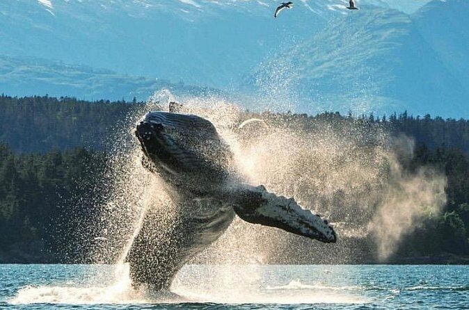 4hr Ketchikan Private custom tour (4 people) Wildlife + More - Frequently Asked Questions