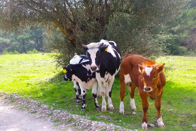 4x4 Buggy Adventures - Off-road Polaris Experience - The Sum Up