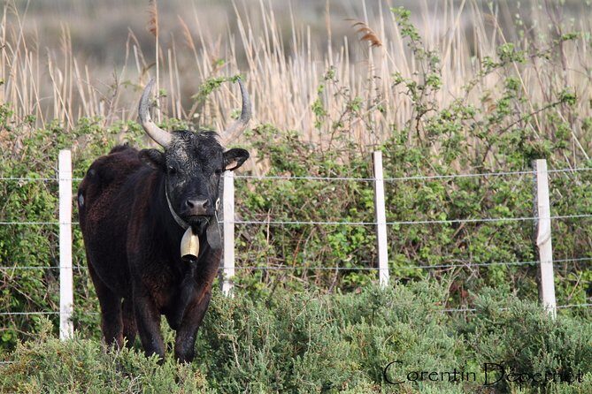 4x4 Camargue Safari 4h - Private Tour - Departure from Arles - Final Thoughts: Is It Worth It?