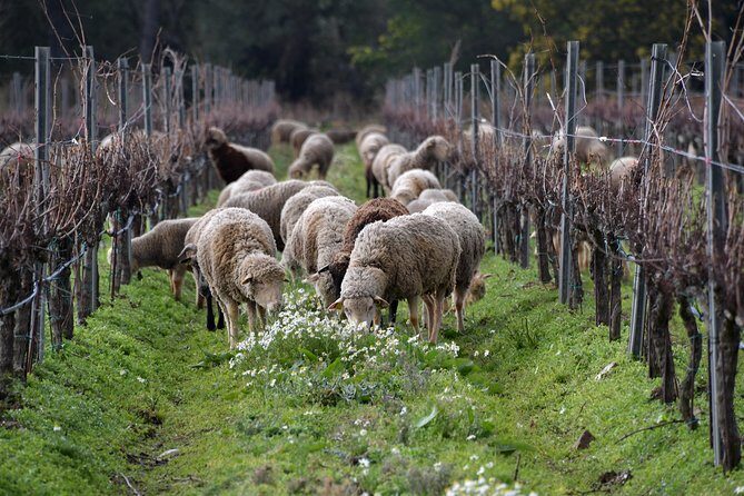 4x4 tour in a winery followed by a tasting - Who Should Consider This Tour?