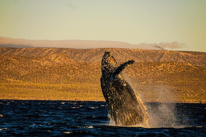 5-Day Baja Whale Safari: 2 Whale Species & Snorkeling Experiences - Introduction