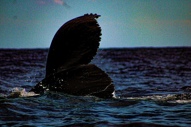 5-Day Baja Whale Safari: 2 Whale Species & Snorkeling Experiences - Key Points